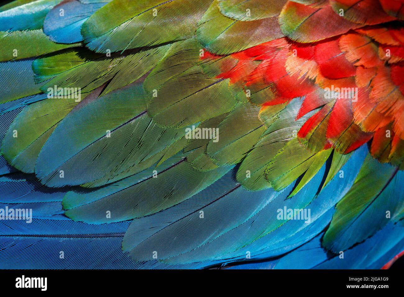 Plumage pattern of Macaw parrot feathers close-up Stock Photo - Alamy