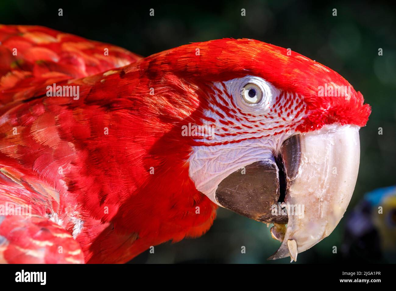 RED scarlet Macaw parrot at sunlight Stock Photo - Alamy