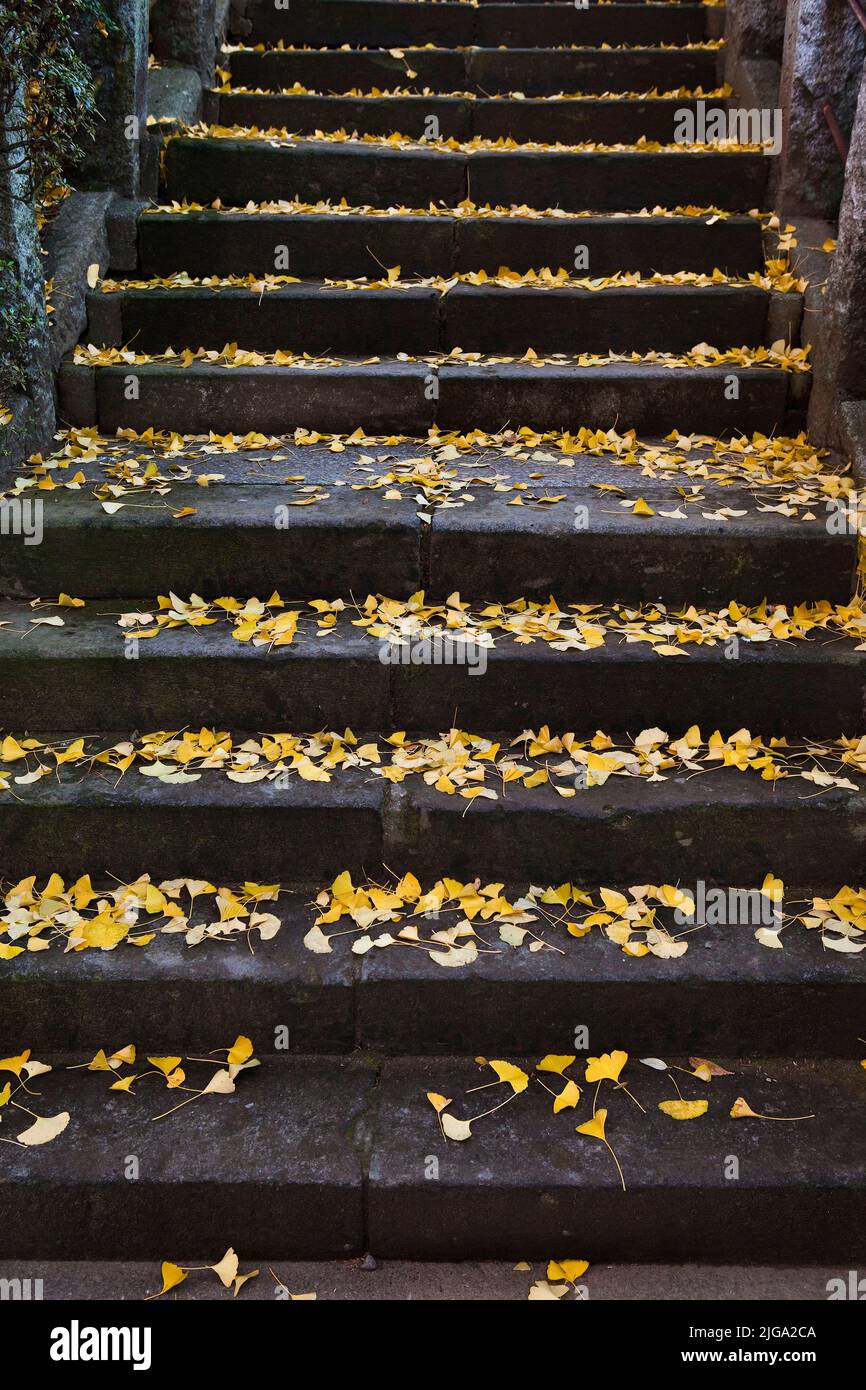 Ancient steps with fallen ginkgo leaves in the autumn at Nezu Shrine ...