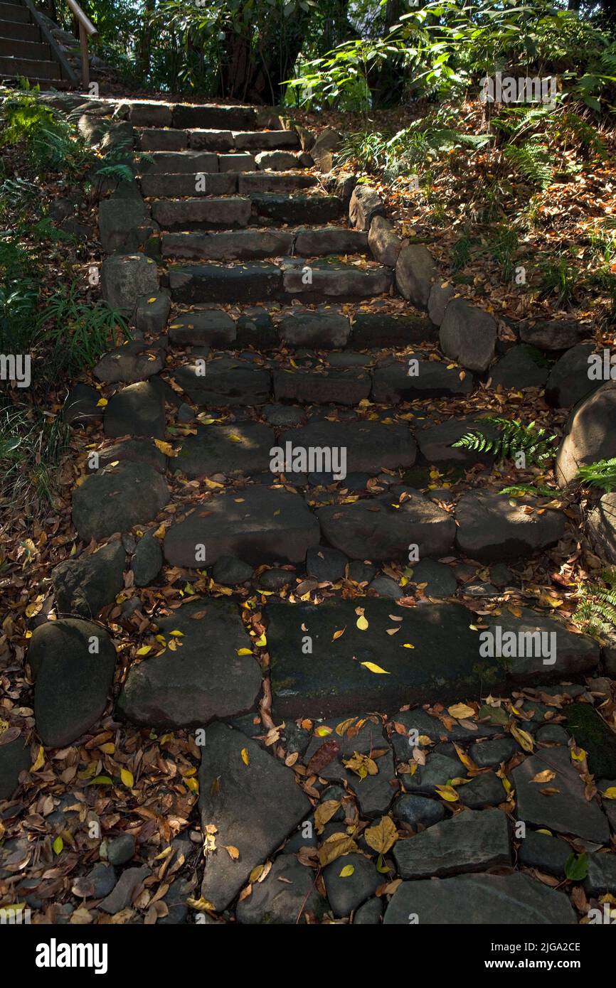 Ancient steps with fallen ginkgo leaves in the autumn at Nezu Shrine ...