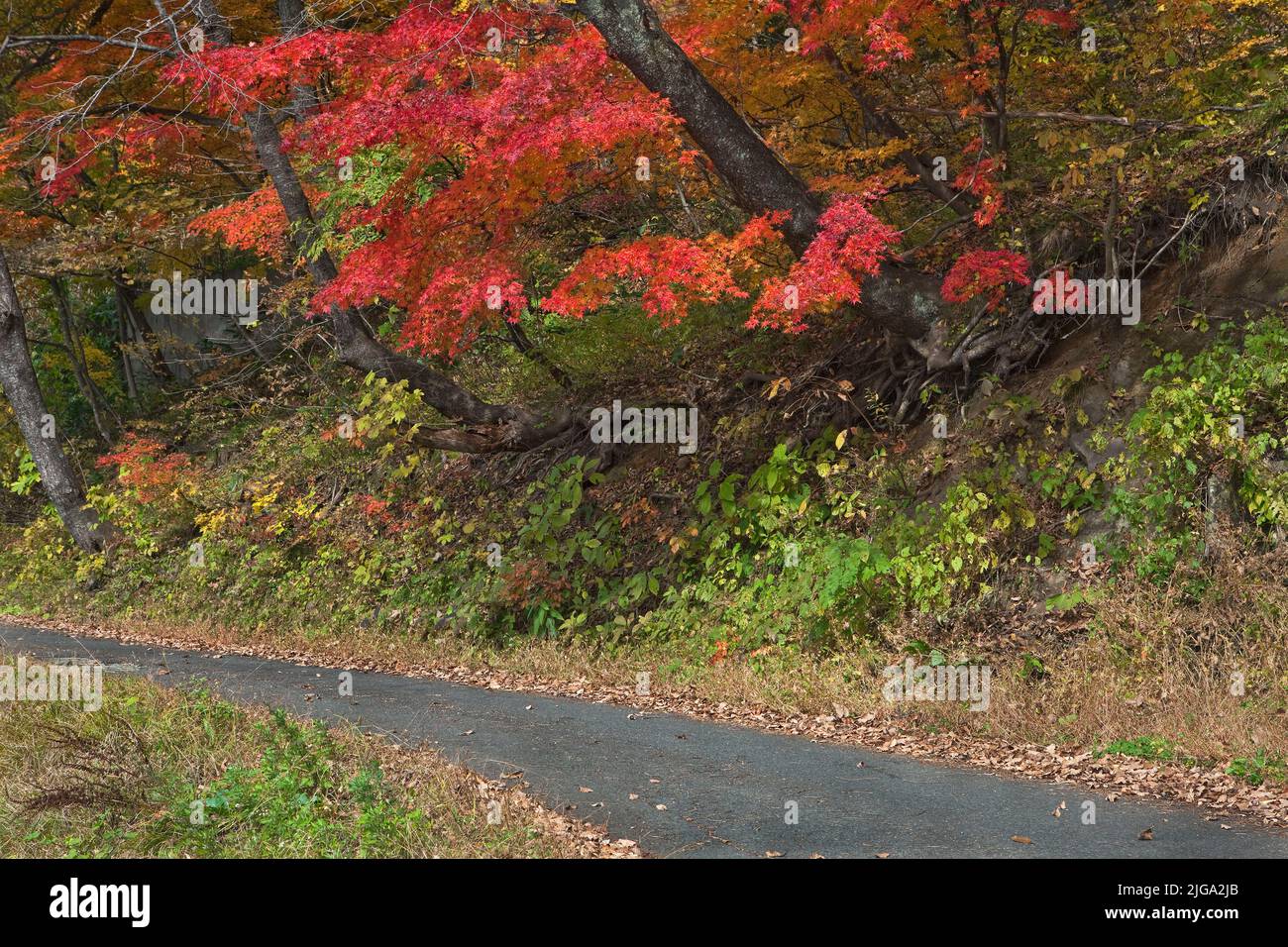 Gunma japan hi-res stock photography and images - Alamy