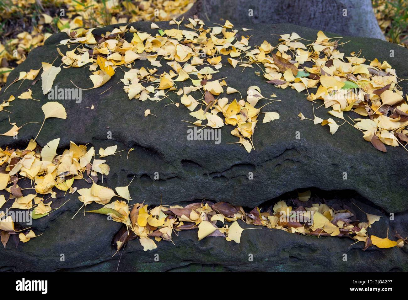 Autumn leaves rocks Koshikawa Korakuen Gardens Tokyo Japan Stock Photo ...