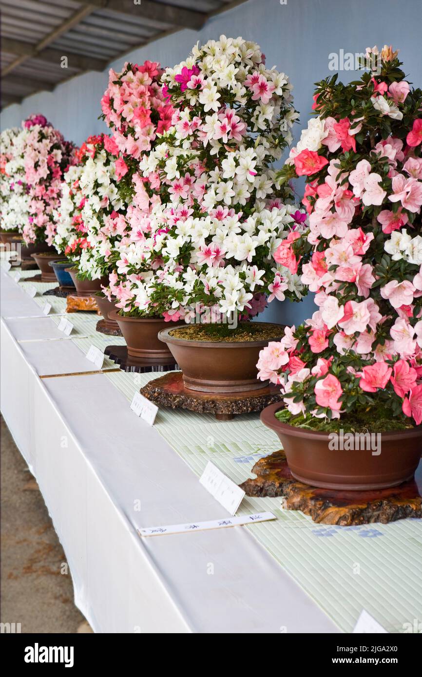 Azaleas bonsai plant contest Ueno Tokyo Japan 2 Stock Photo - Alamy