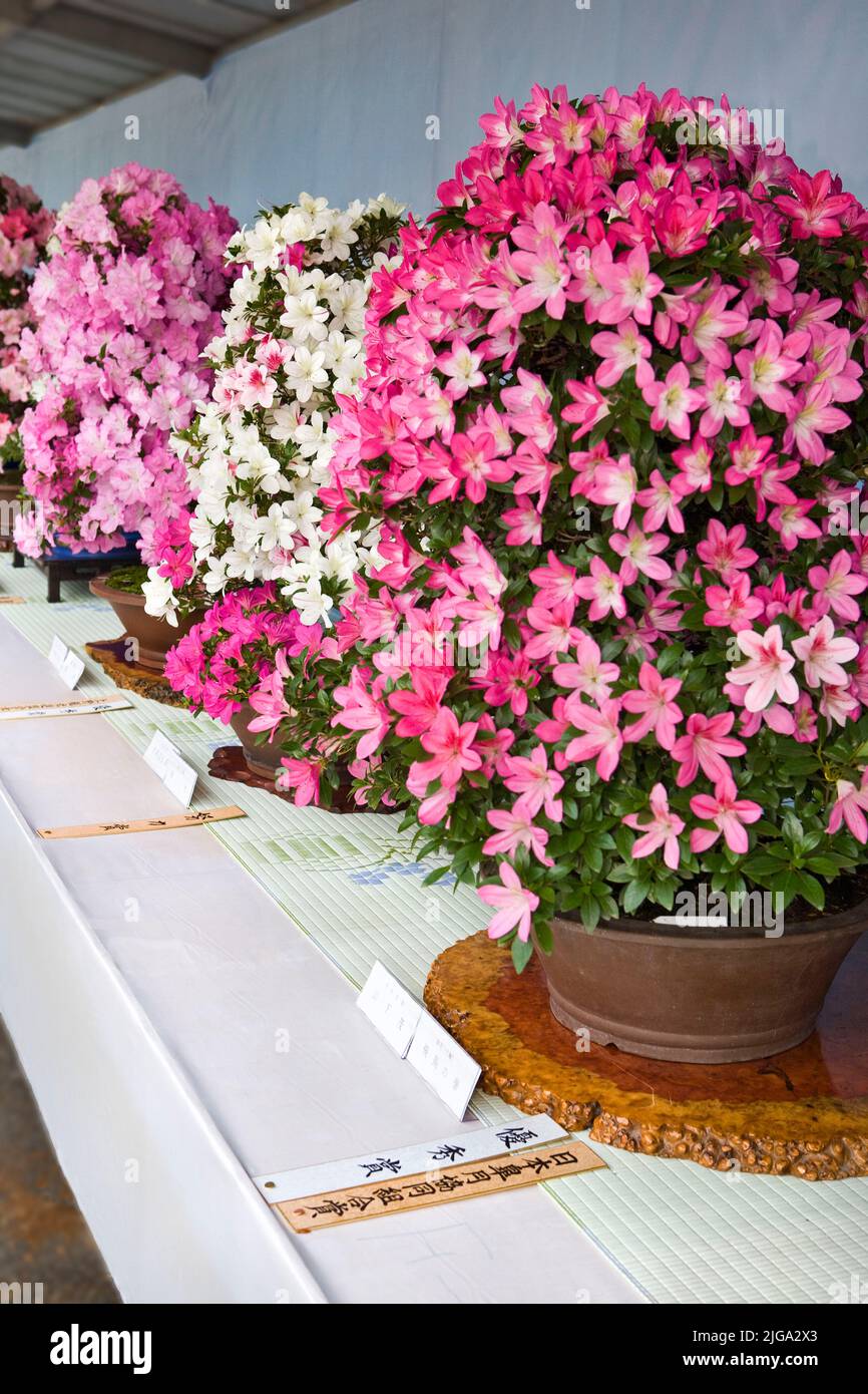Azaleas bonsai plant contest Ueno Tokyo Japan 3 Stock Photo - Alamy