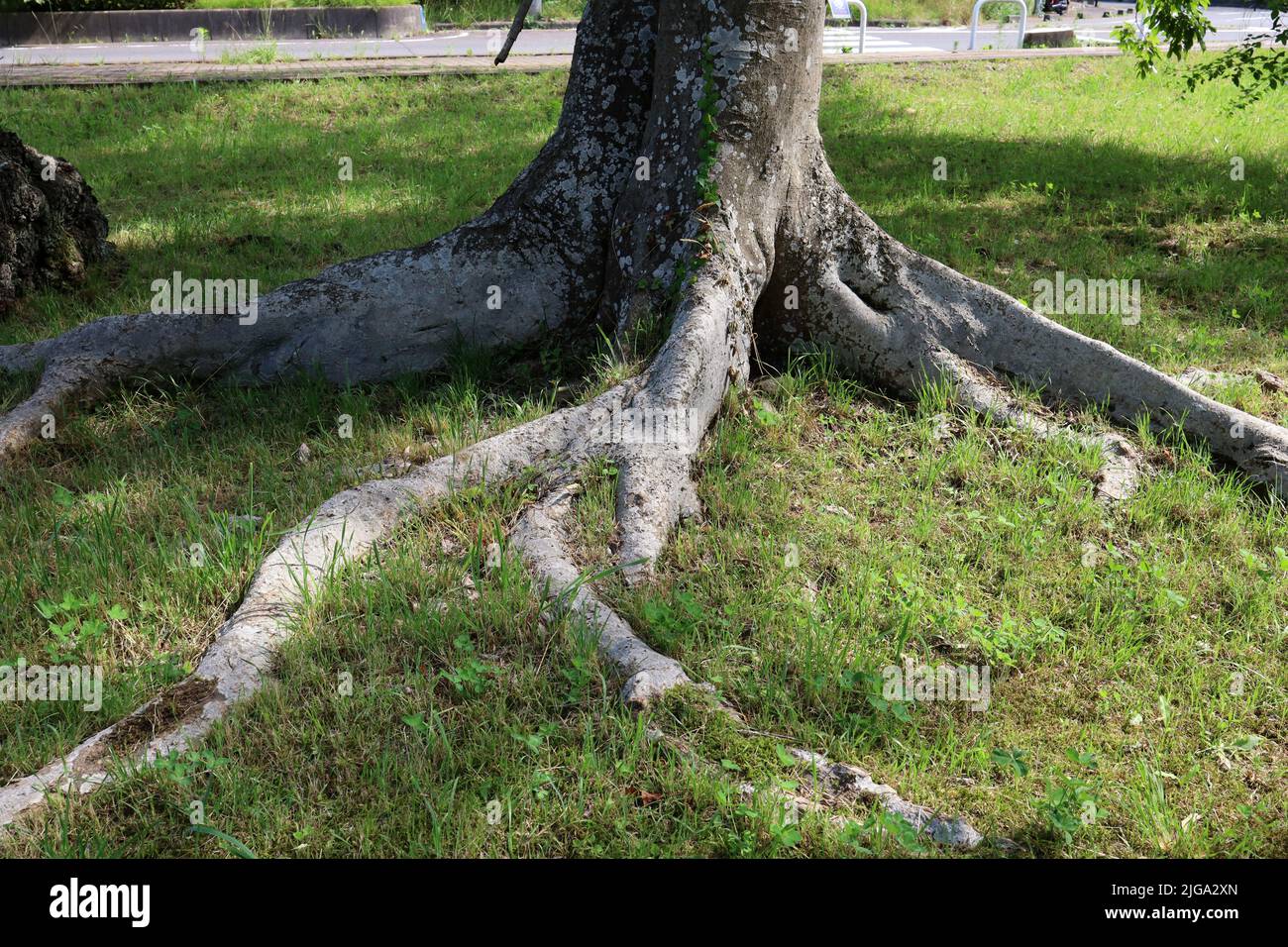 The root of a Japanese summer tree Stock Photo - Alamy