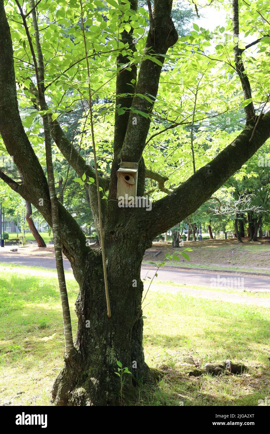 Japanese birdhouse hi-res stock photography and images - Alamy