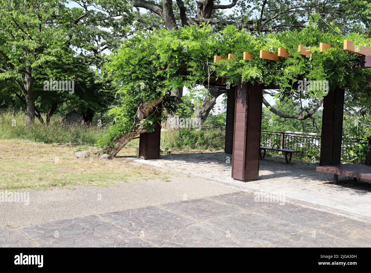 Japanese summer wisteria trellis Stock Photo - Alamy