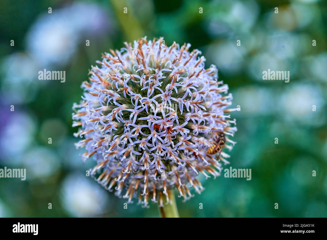Closeup of a globe thistle plant growing in a garden against a green ...
