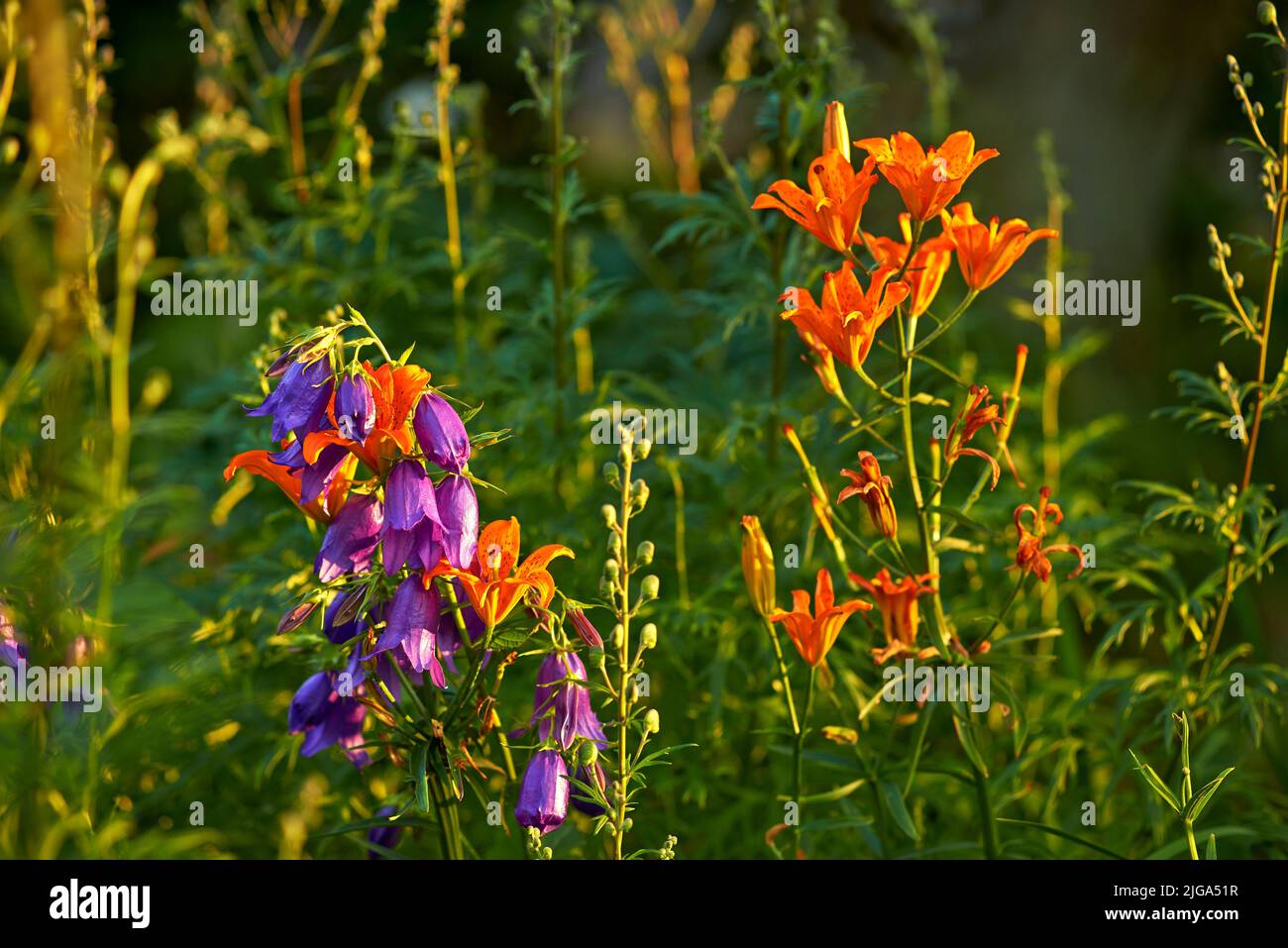 Colorful flower forest on a fresh beautiful morning, many flowers trees ...
