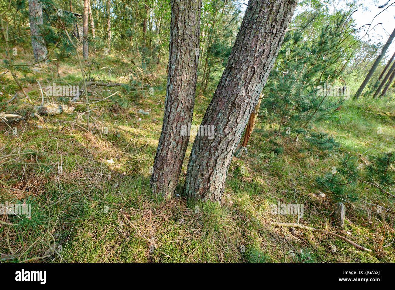 Trunks of pine trees in a remote empty forest in the mountains ...