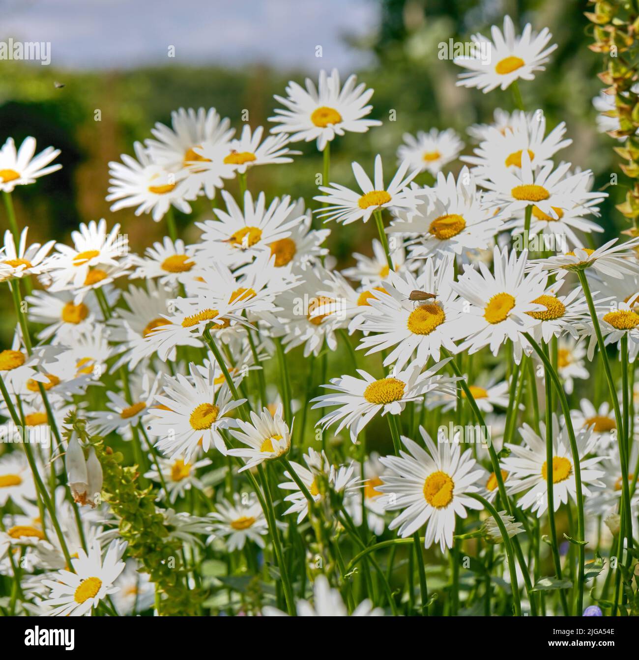 Zoomed in flower hi-res stock photography and images - Alamy