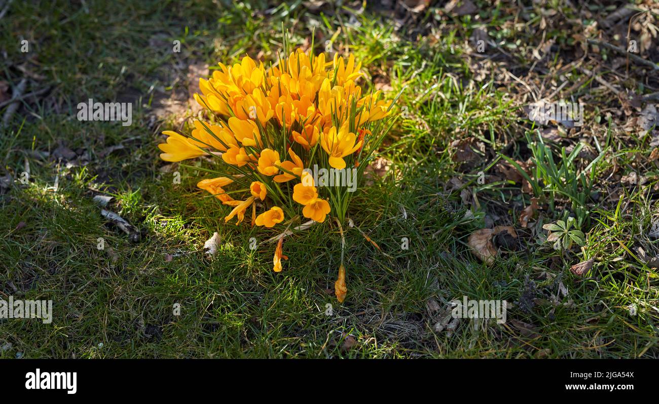 Crocus flavus hi-res stock photography and images - Alamy