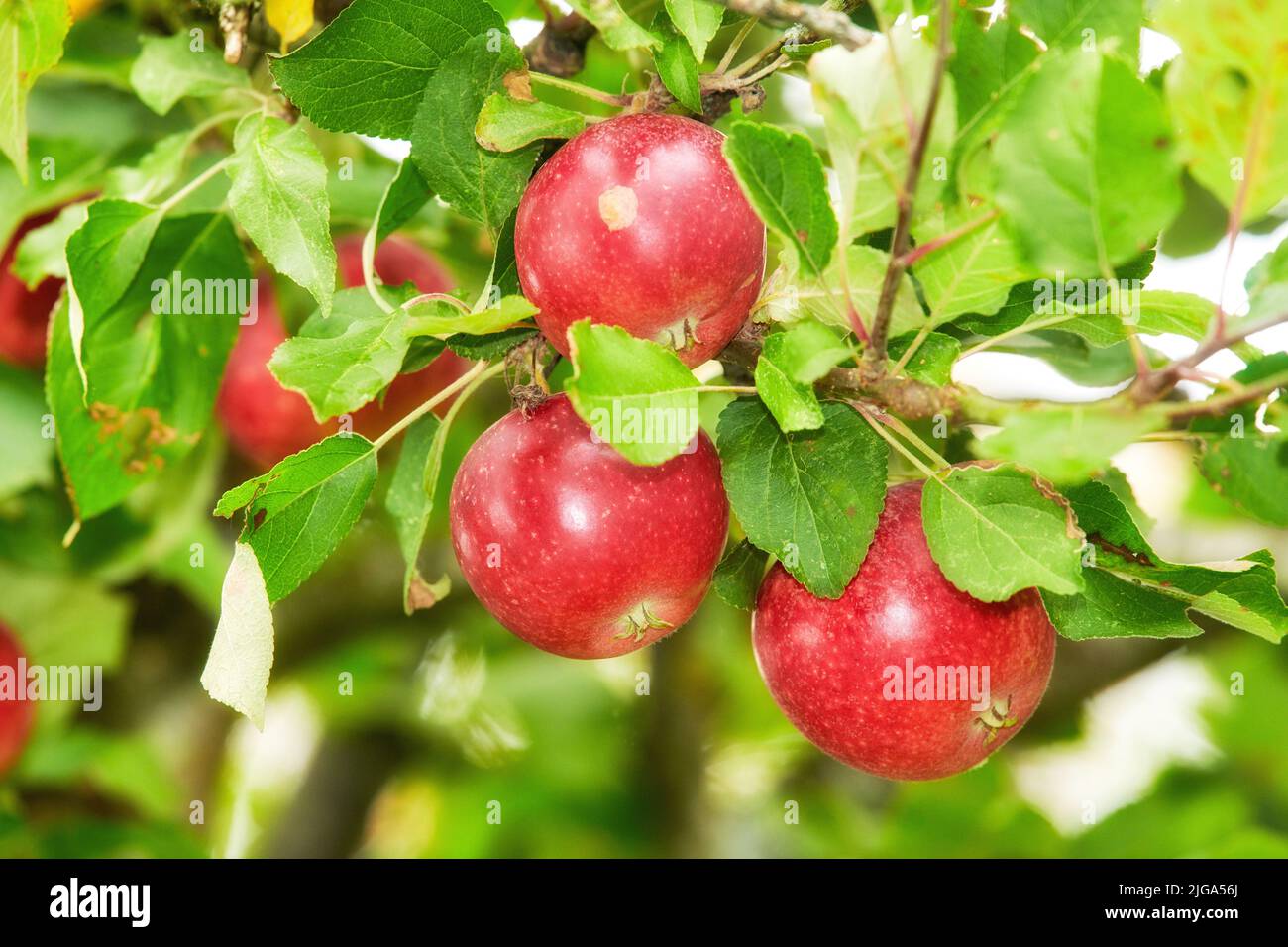 Fresh red apples growing on a tree for harvest in a sustainable orchard ...