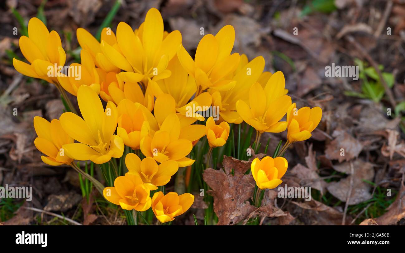 Yellow crocus flavus flowers growing in a garden or forest outside ...