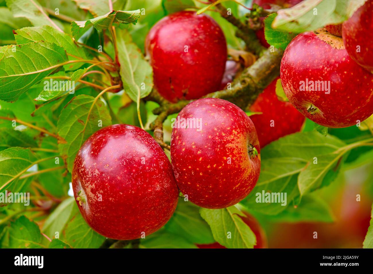 Red apples tree in summer hi-res stock photography and images - Alamy