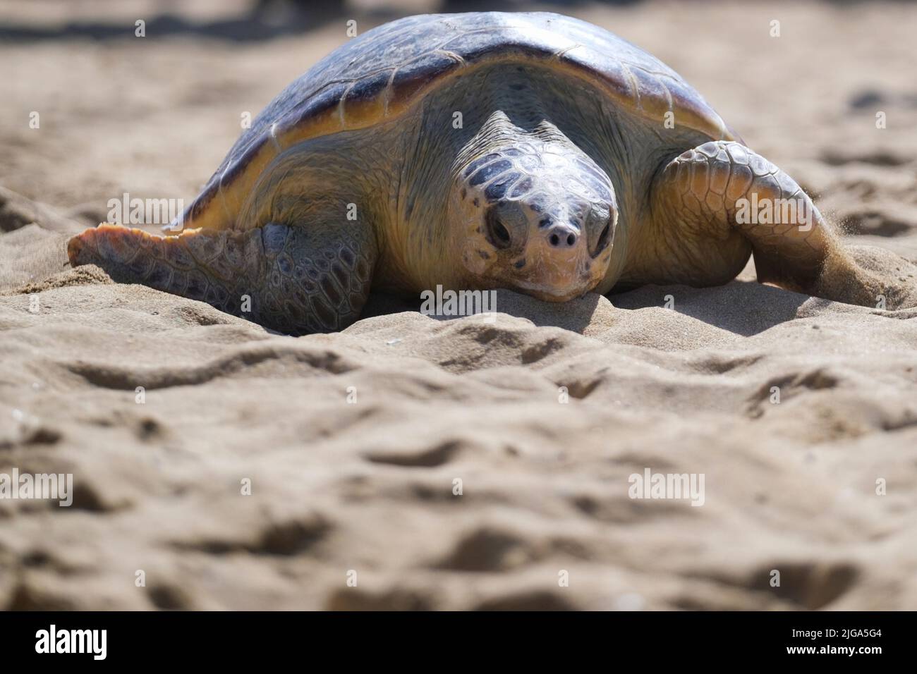 Manikata, Malta. 8th July, 2022. A turtle is released to the sea at the ...