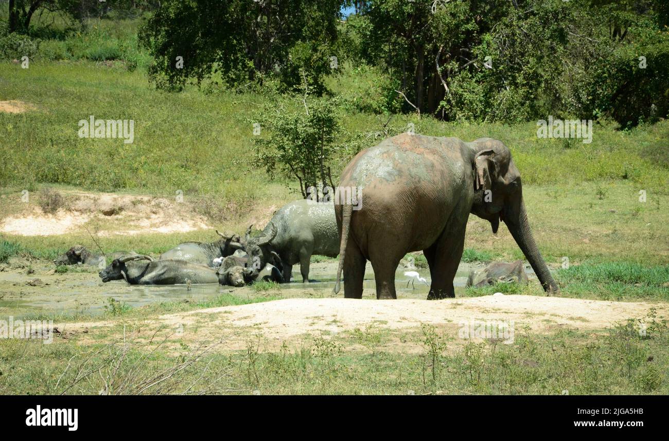 Sri Lanka, Elephant, wilderness exploration, wilderness animal Stock ...