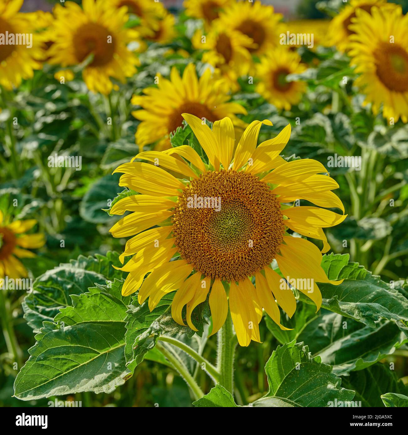 Closeup of a sunflower growing in a garden amongst greenery in nature ...