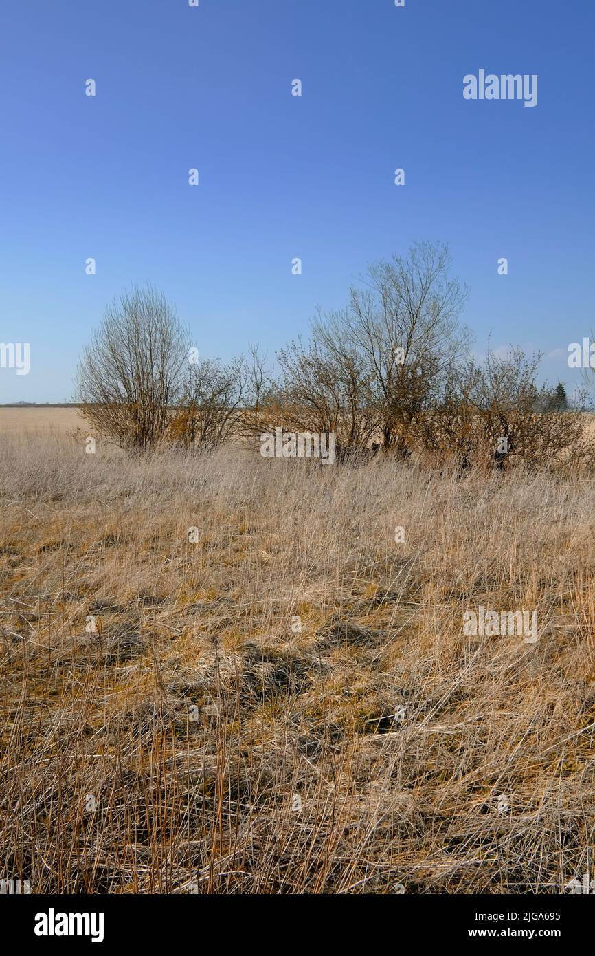 Dry and arid bushes outdoors in nature with a blue sky copy space ...