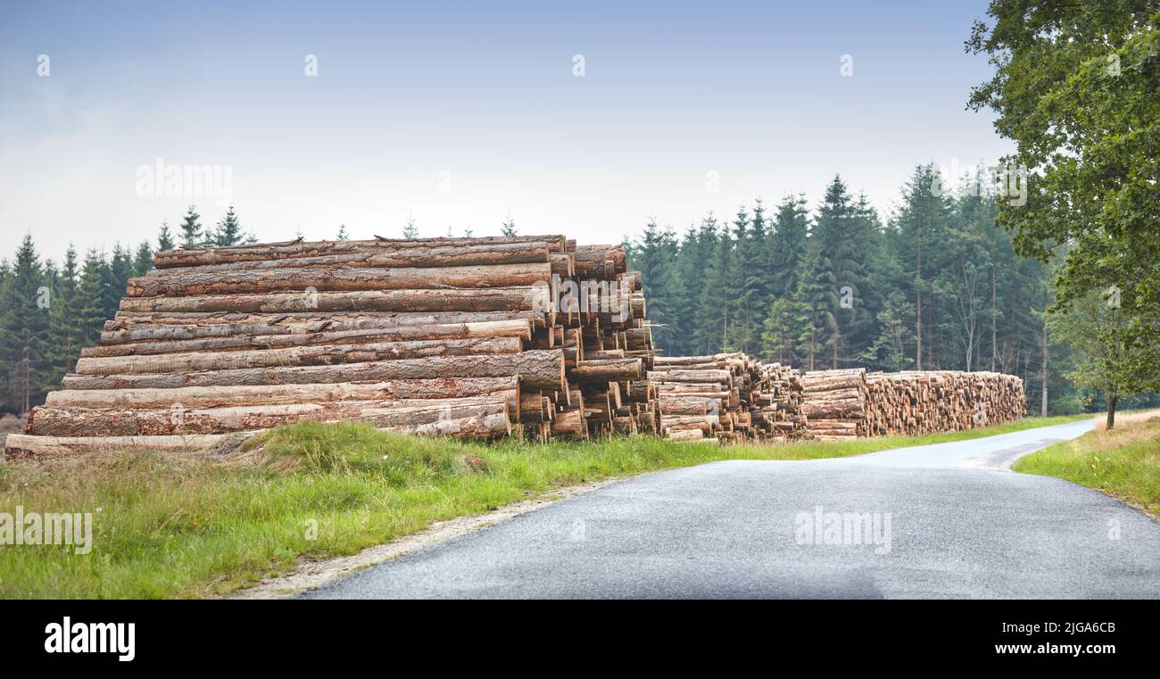 Chopped tree logs stacked in a forest along a road with copyspace ...