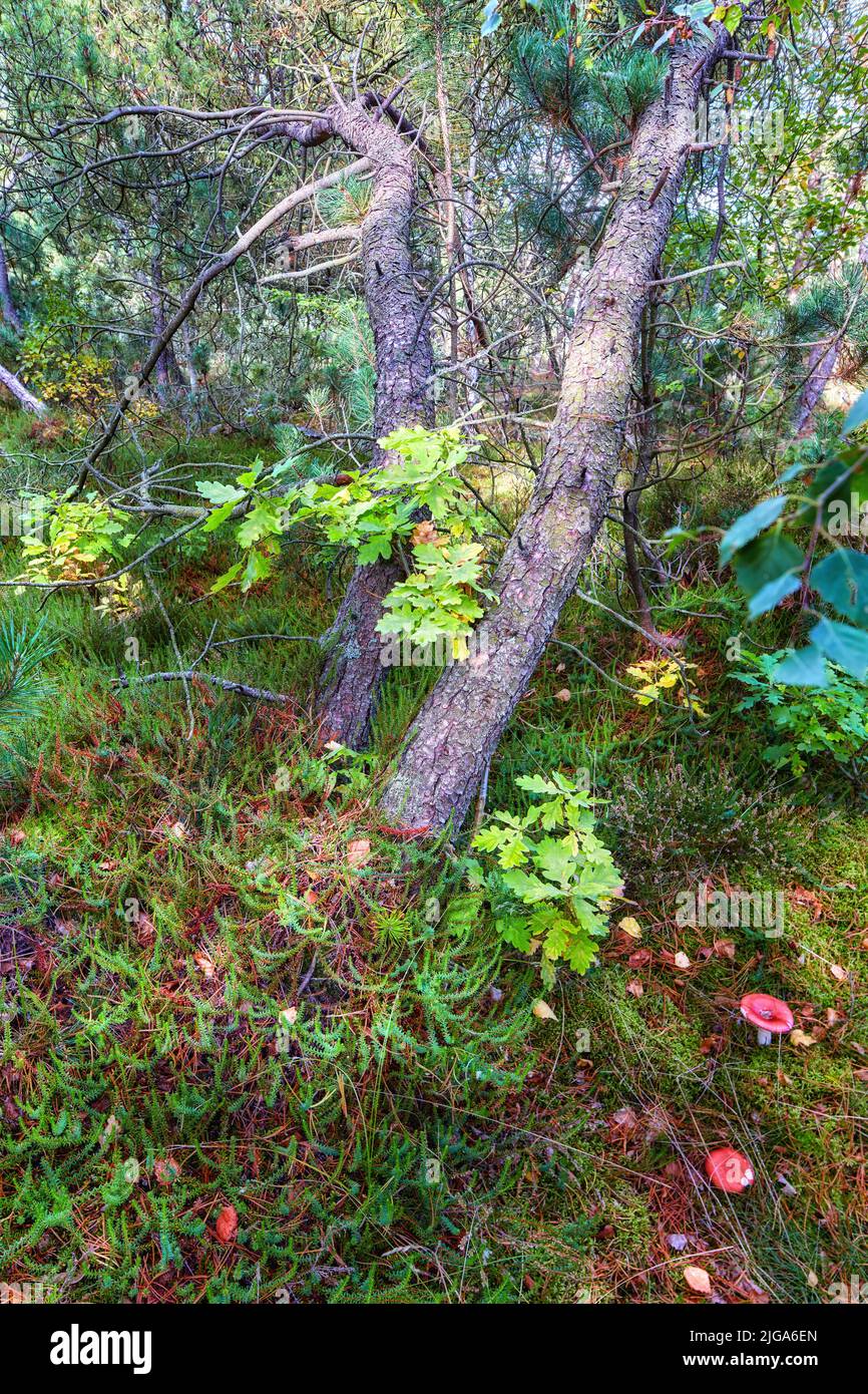 Sun shining on a mystical forest in autumn with magical trees and moss ...