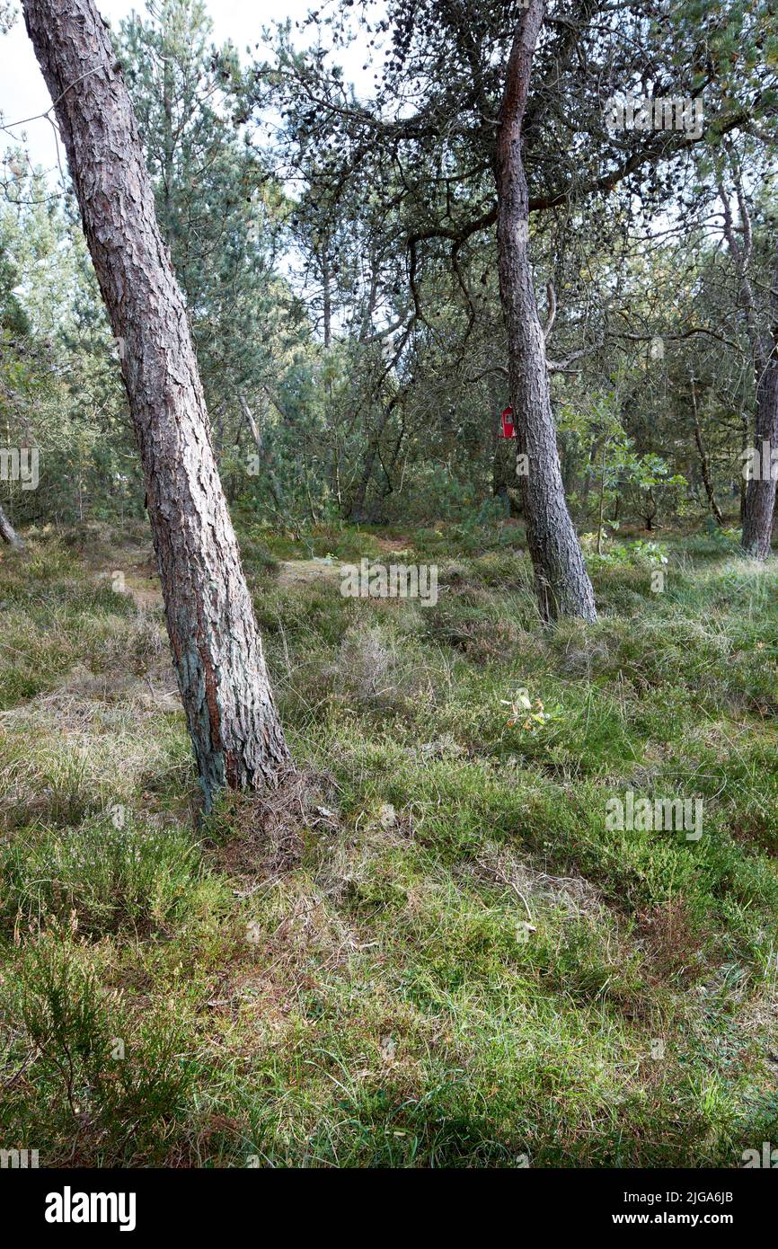 Pine trees in a wild forest in summer. Landscape of green vegetation ...