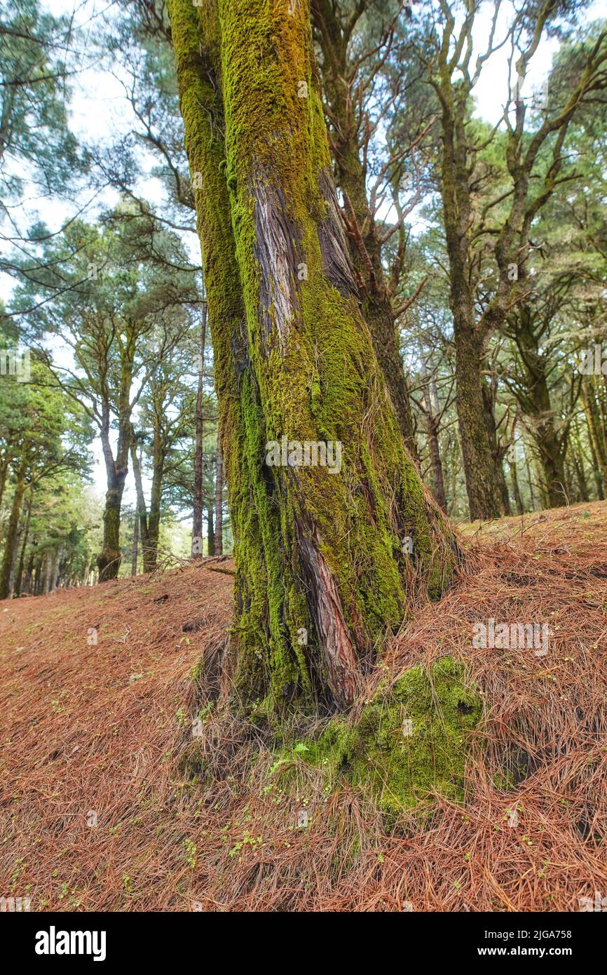 Green moss covering pine hi-res stock photography and images - Alamy