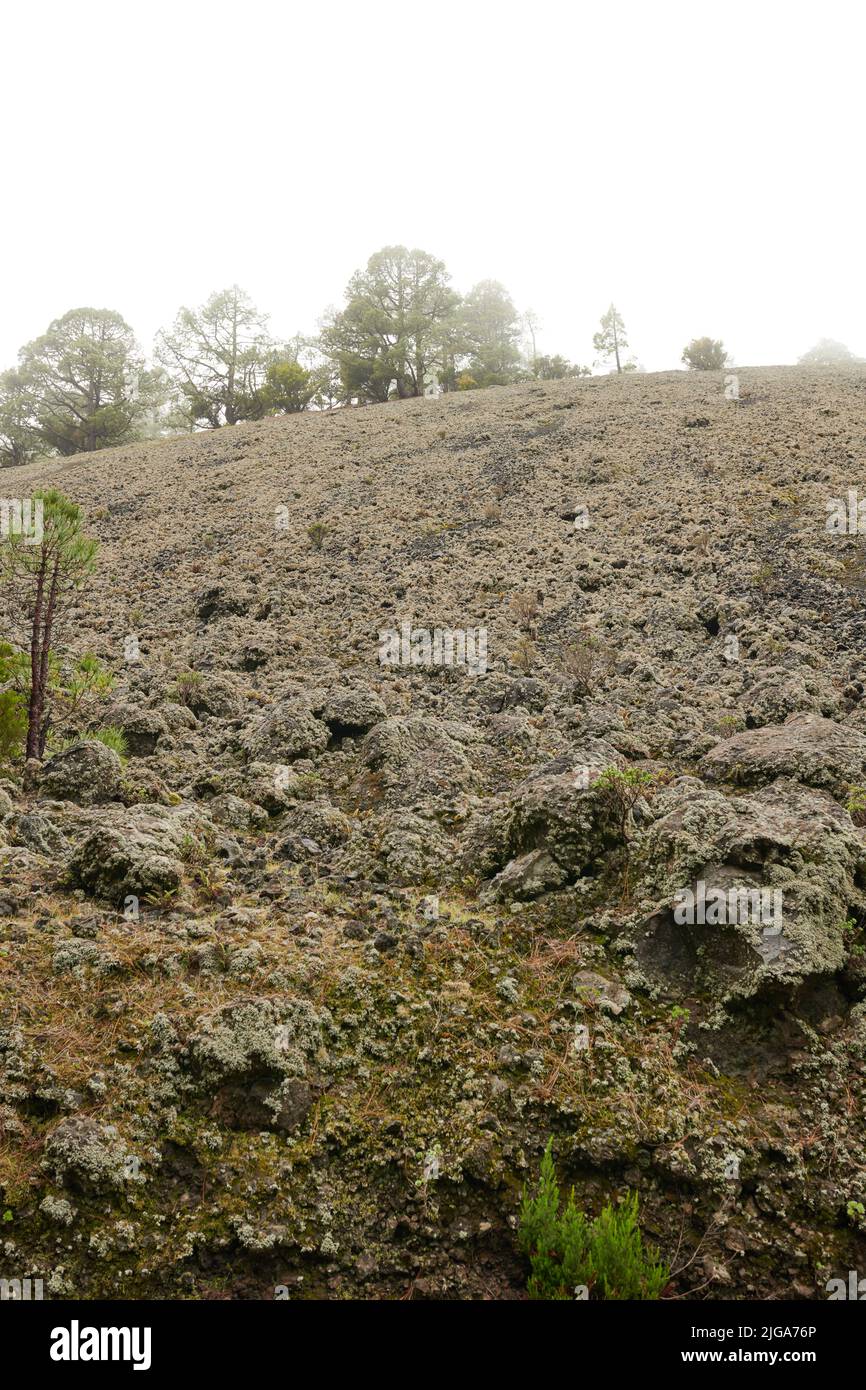 Landscape view of pine tree deforestation on volcanic mountain of La ...