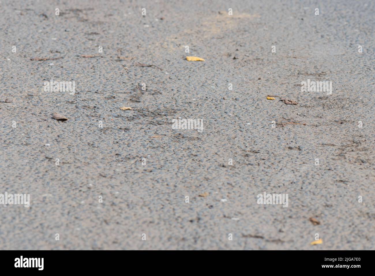 Light grey asphalt texture and dry leaves Stock Photo - Alamy