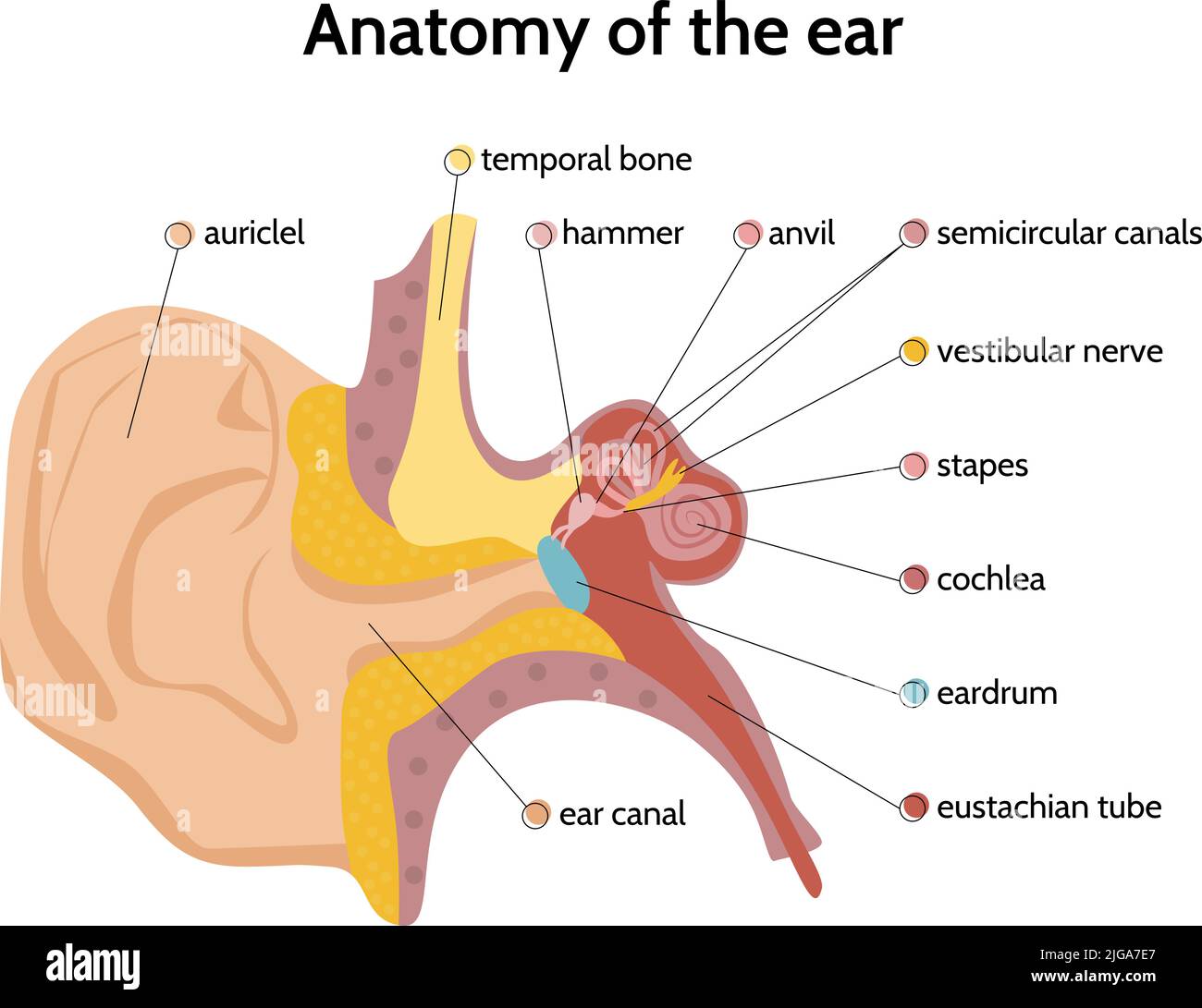 Ear anatomy infographics with flat images of internal ear structure ...