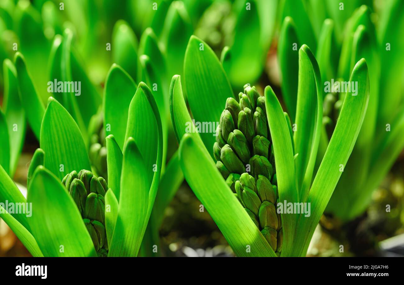 Closeup of budding hyacinth flowers on a lush green shrub stem, growing ...