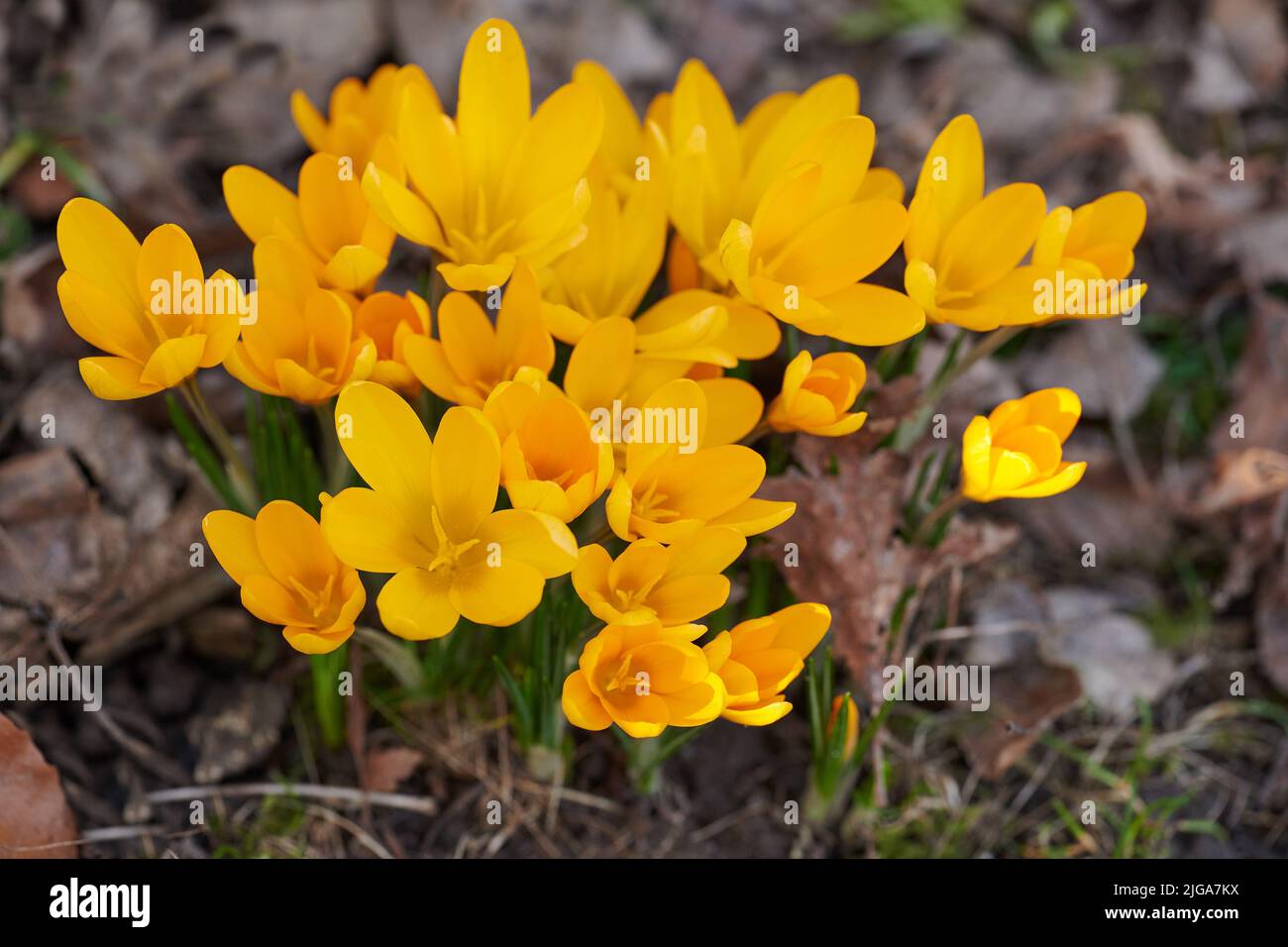 Crocus flavus hi-res stock photography and images - Alamy