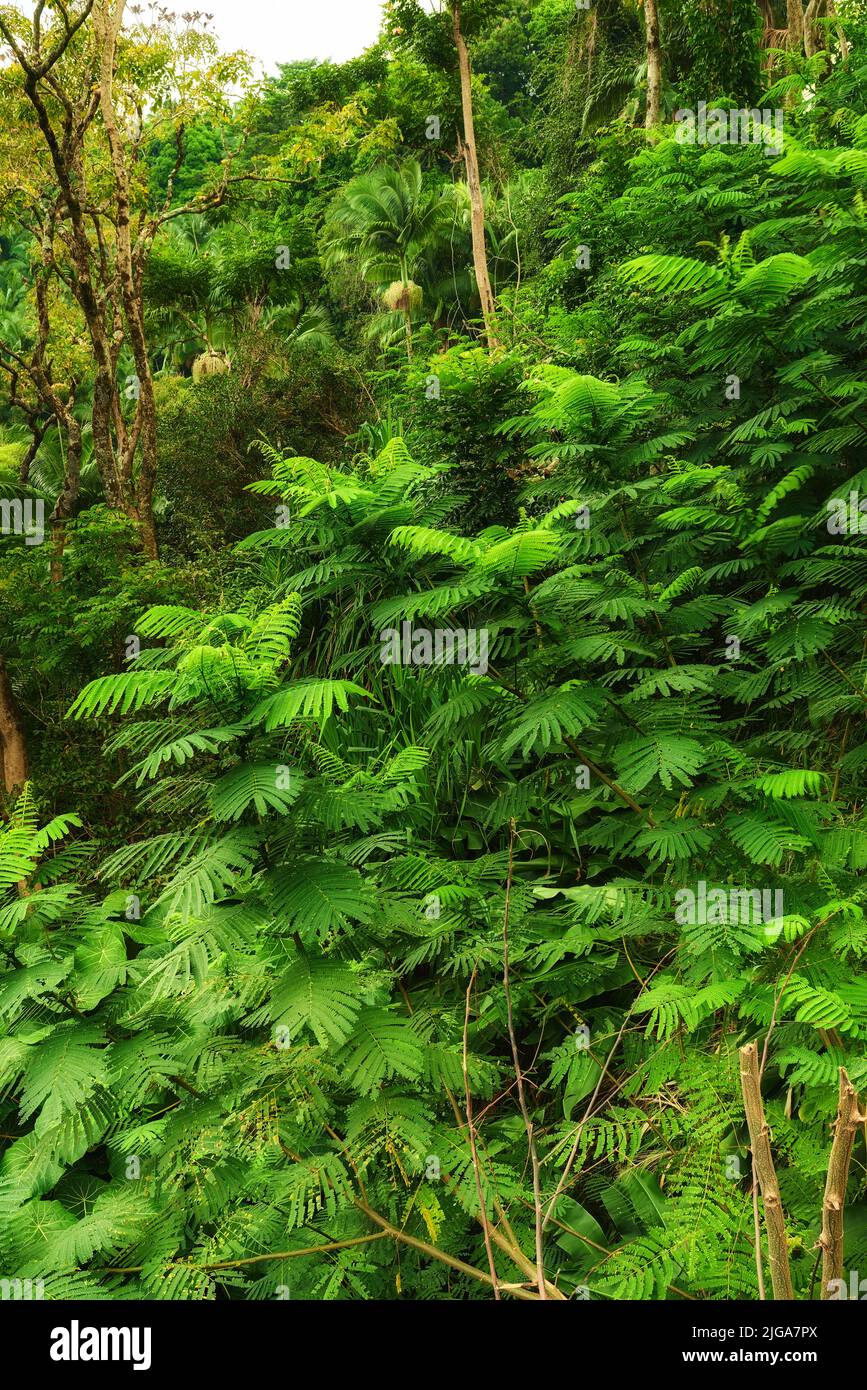 Closeup view of a rainforest with lush greenery in Hawaii with ...