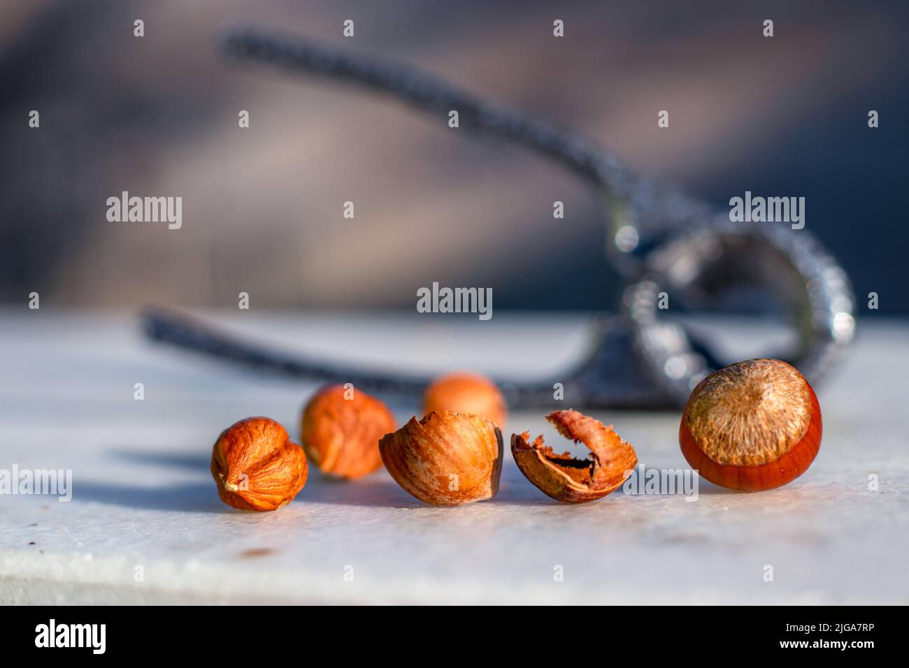 Drawn Side by Side; hazelnuts, hazelnut shells and hazelnut kernels ...