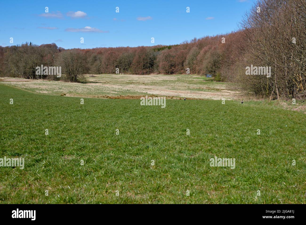 Copyspace and beautiful scenic summer landscape of grassy meadows and trees with a cloudy blue ...