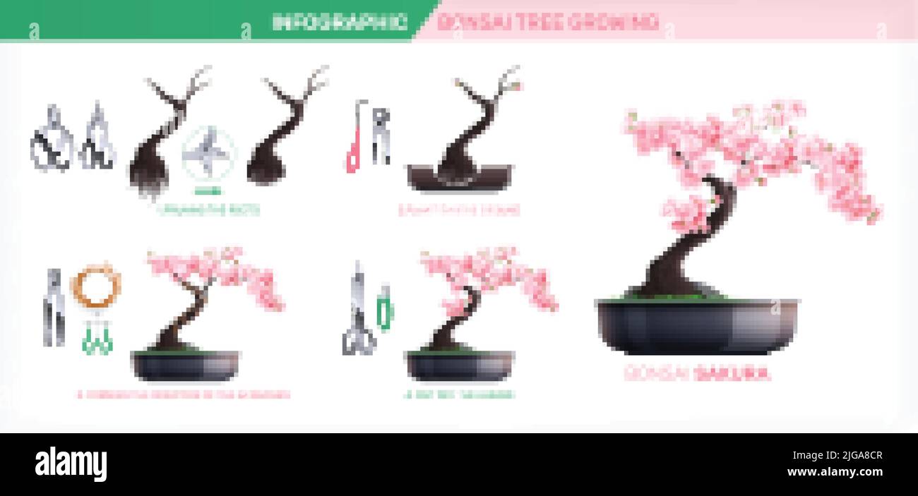 Flat infographics showing stages of bonsai sakura tree planting and ...