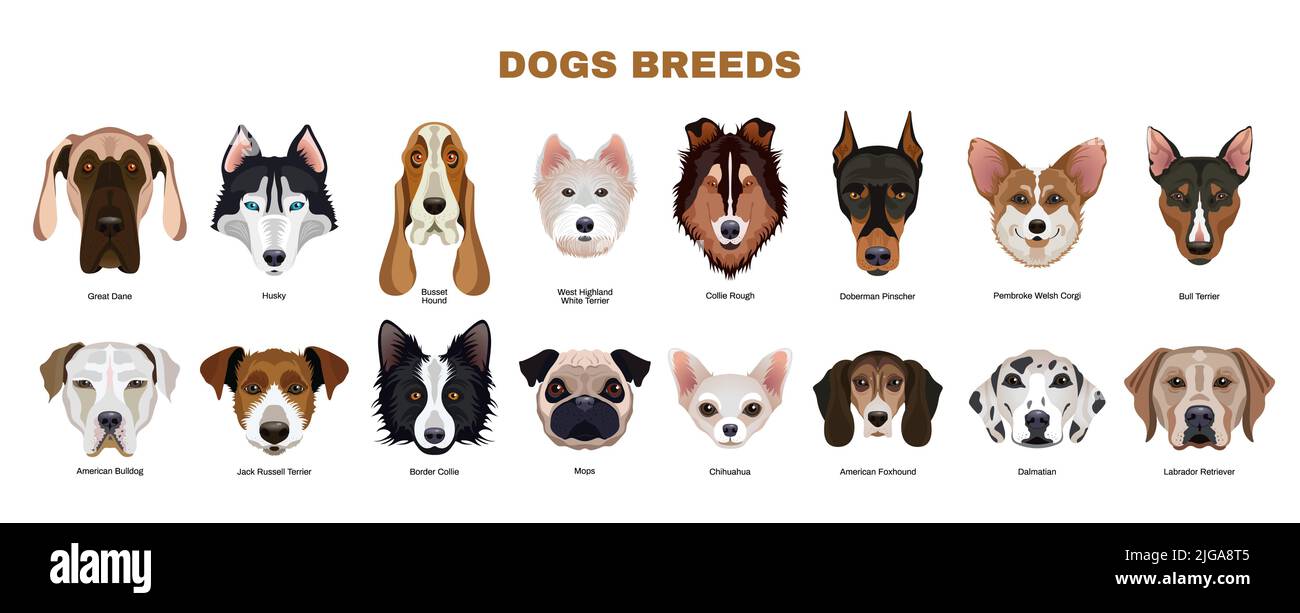 Flat horizontal dogs breeds set with isolated portraits of great dane ...