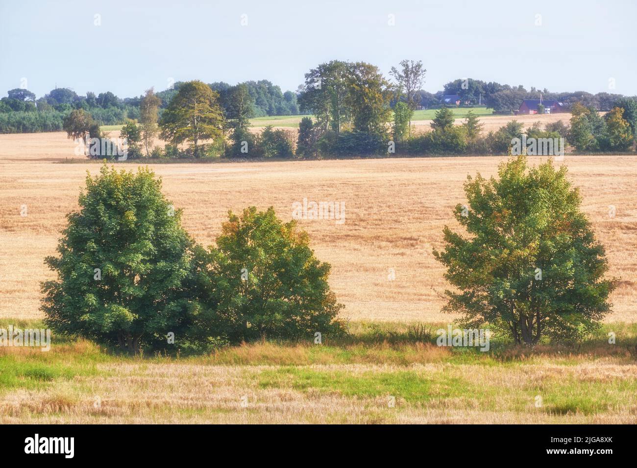 Landscape view of field maple trees growing in remote countryside or ...