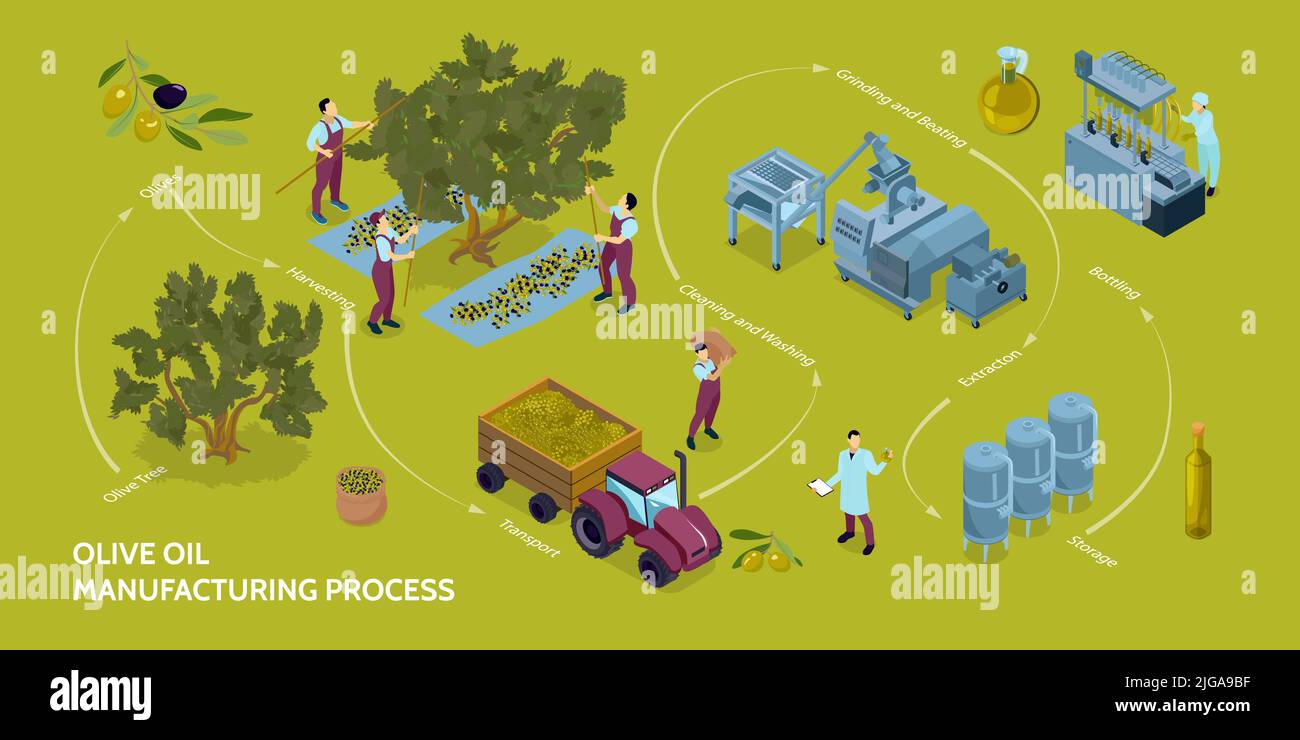 Olive oil production infographics with manufacturing process from ...