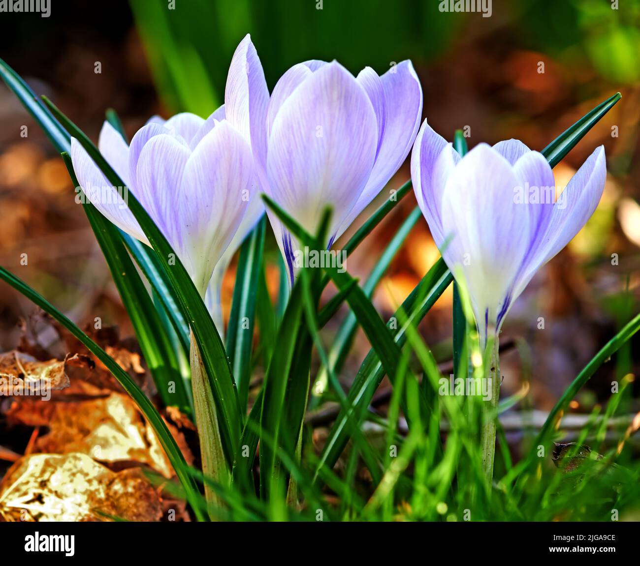 Low growing crocus, stems grow underground, yellow, orange or purple ...