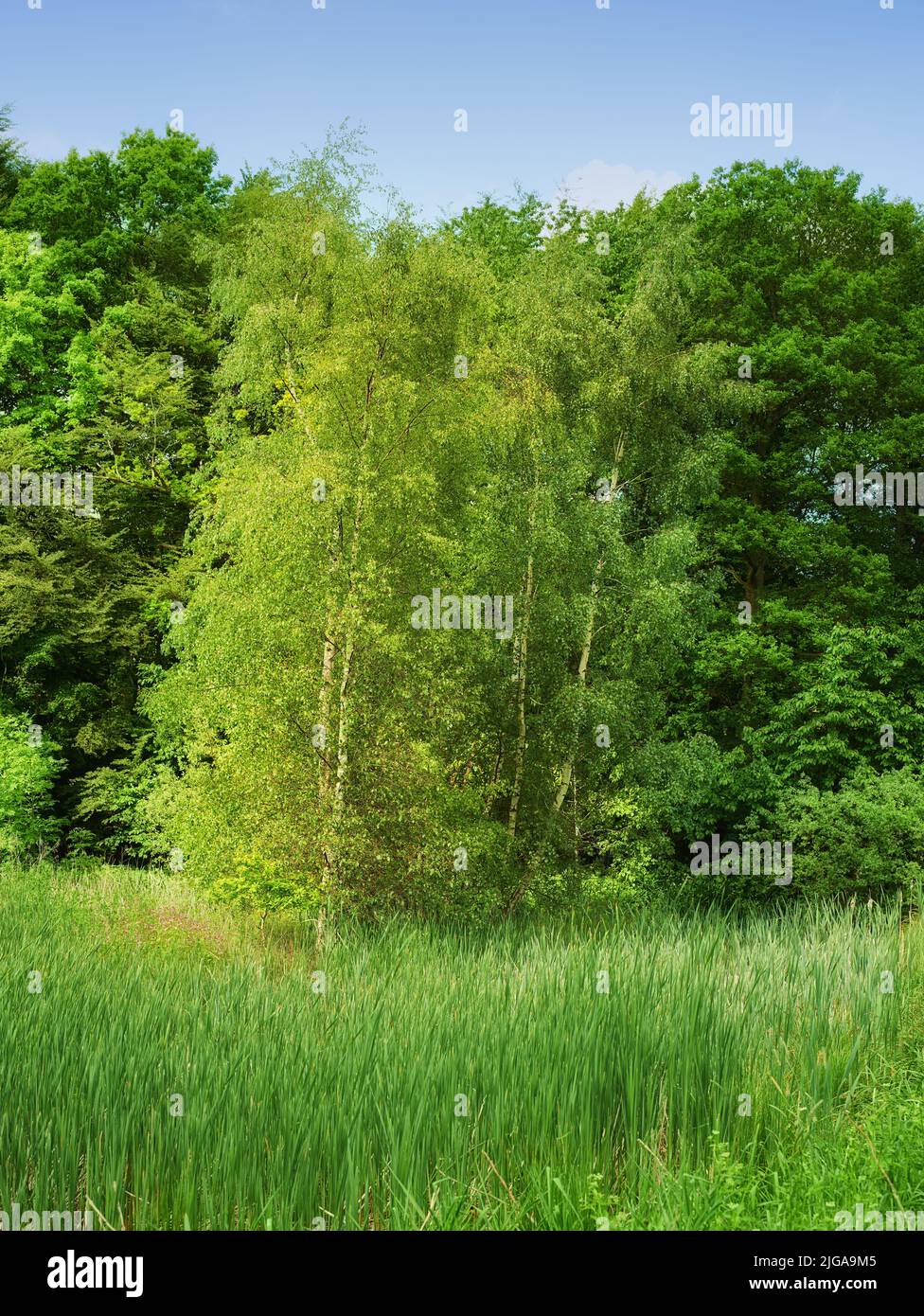 Beautiful lush green forest in spring, tall pine trees growing with ...