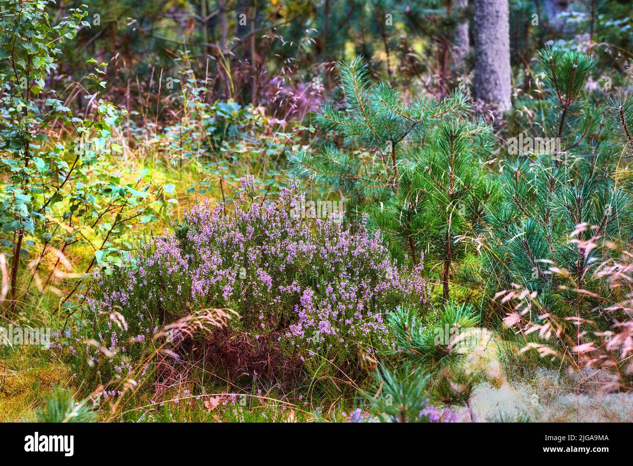 Colorful bushes in a lush green pine forest, beauty in a nature with a ...