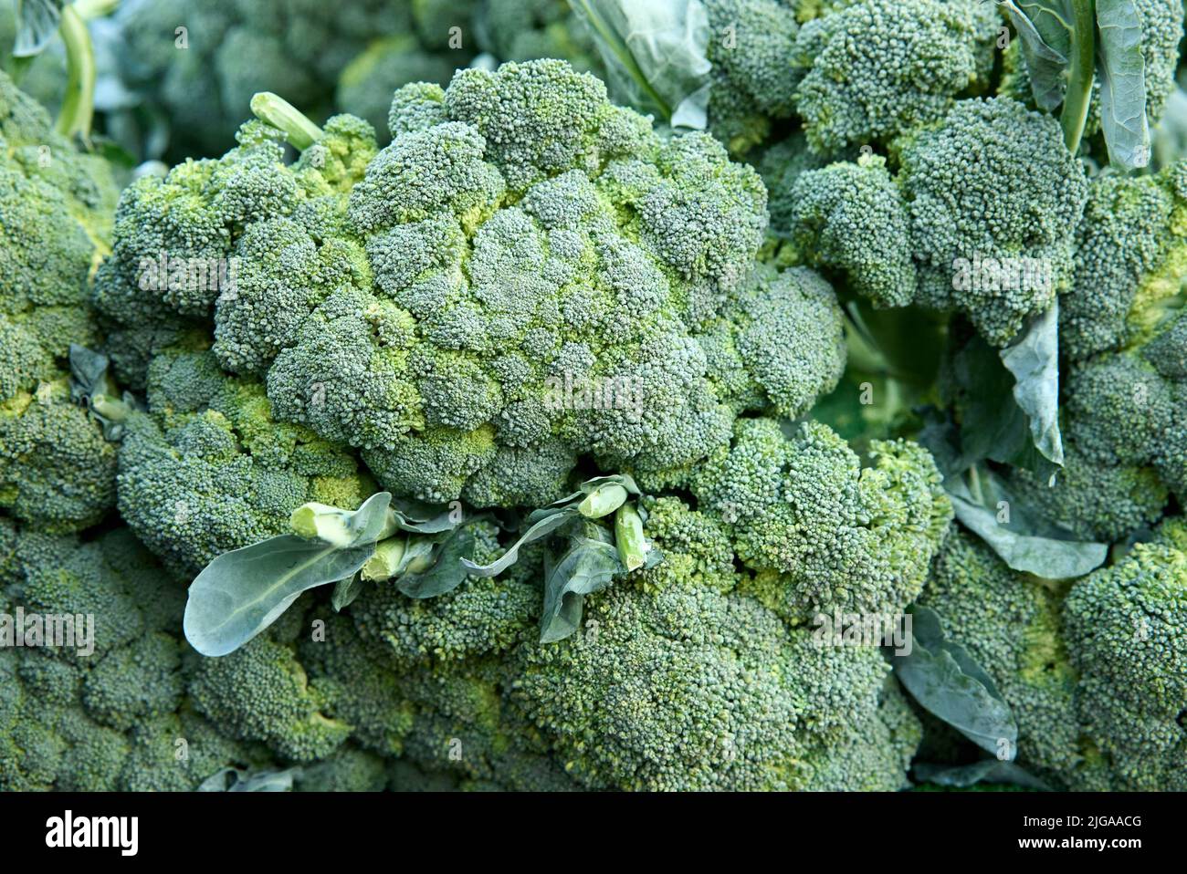 Broccoli in a pile on a market Stock Photo - Alamy