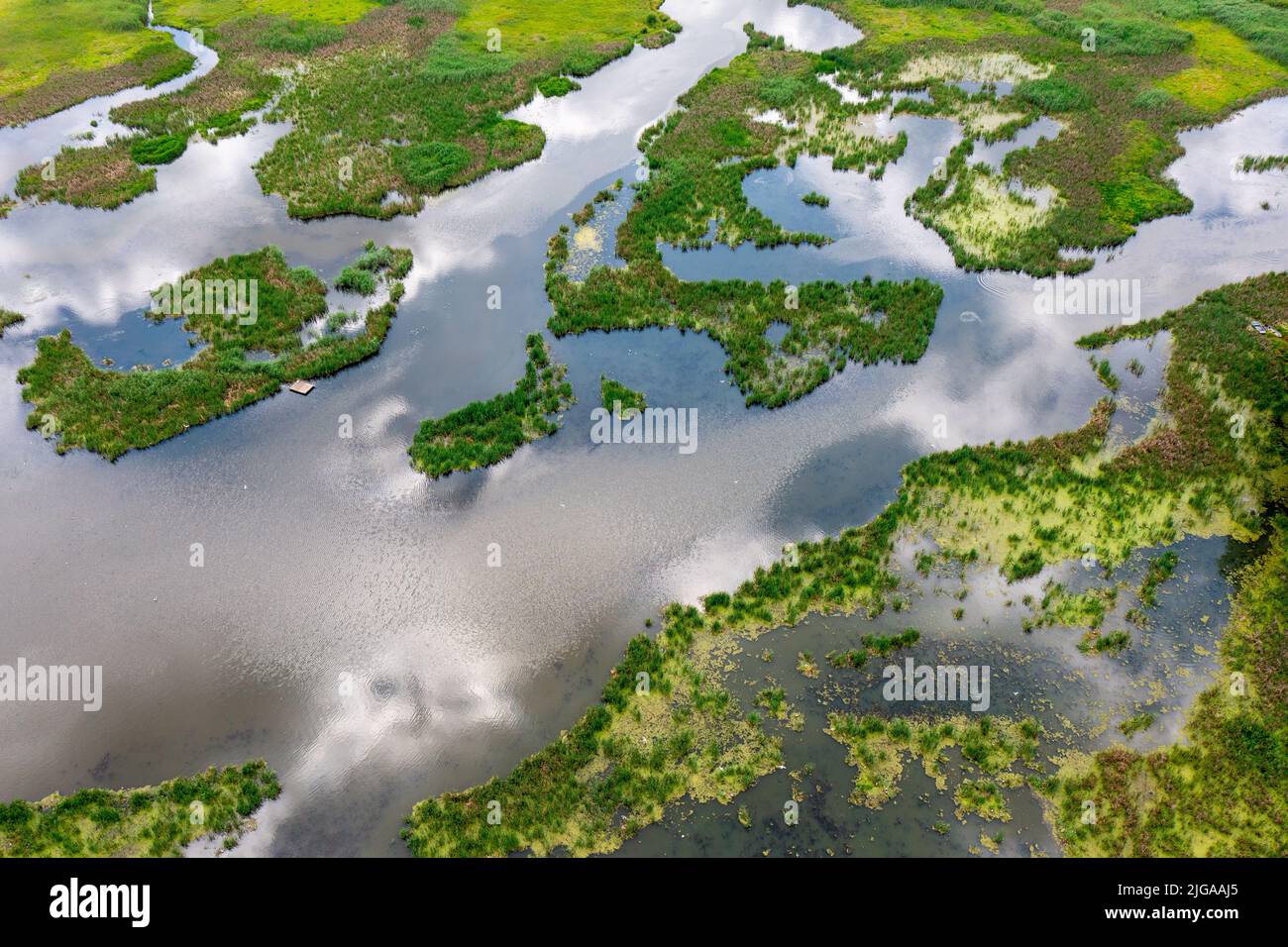 The green backwaters of the river, the habitat of wild animals. Aerial ...