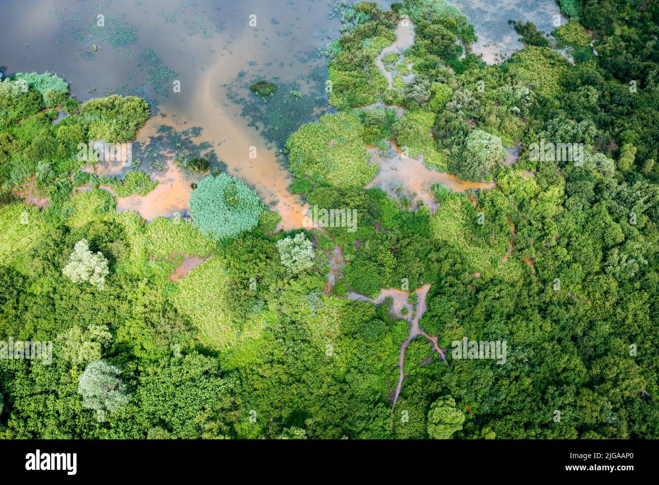 The green backwaters of the river, the habitat of wild animals. Aerial ...