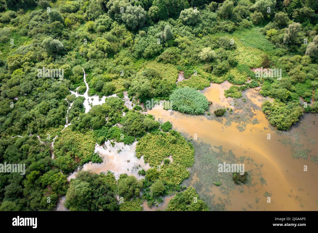 The green backwaters of the river, the habitat of wild animals. Aerial ...