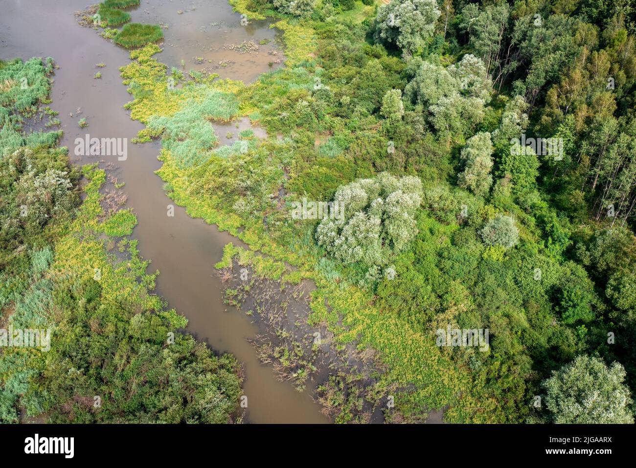 The green backwaters of the river, the habitat of wild animals. Aerial ...