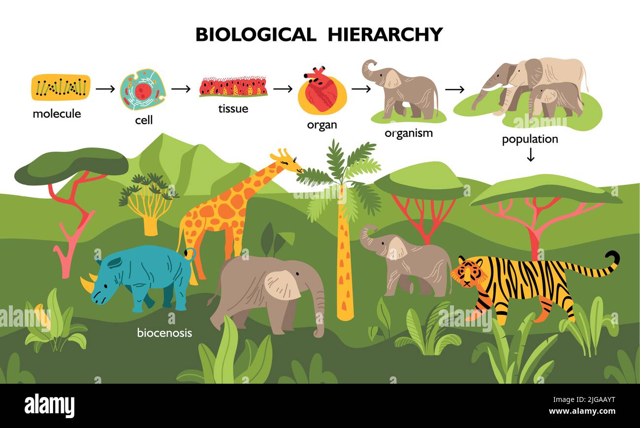 Biological hierarchy composition with wild landscape background and ...