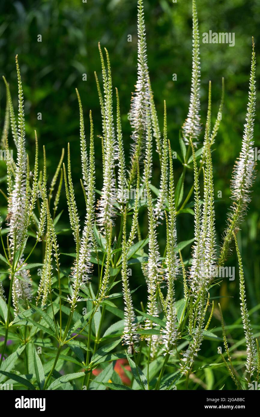 Culver’s root ‘album’ hi-res stock photography and images - Alamy