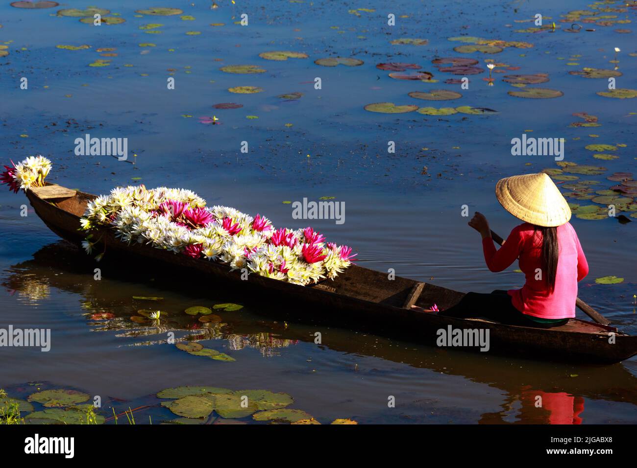 people boating on lakes harvest water lilies, the people of this region ...